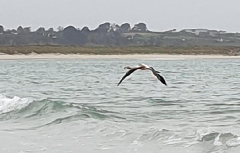 Frankie the missing flamingo spotted on coast of France | National ...