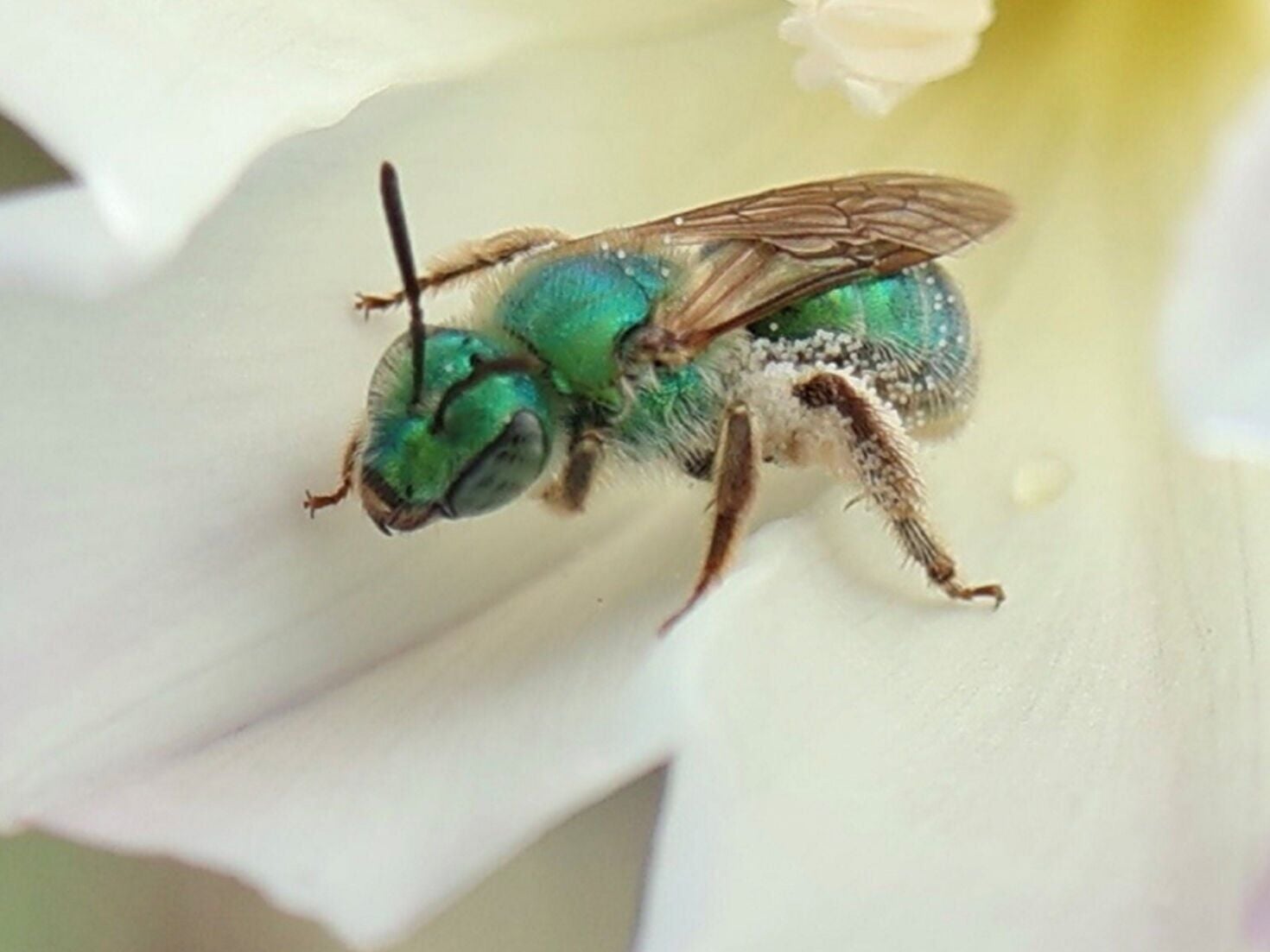 Research reveals why some bees change color with the weather | National ...