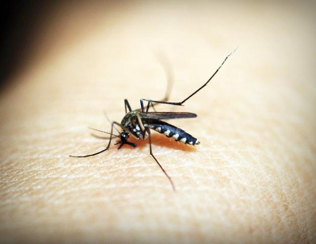 Why mosquitoes’ thirst for human blood is intensifying | Health ...