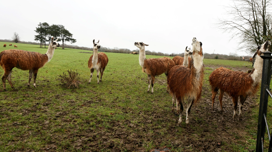 Crime-fighting llamas corner thief until cops arrive | National ...