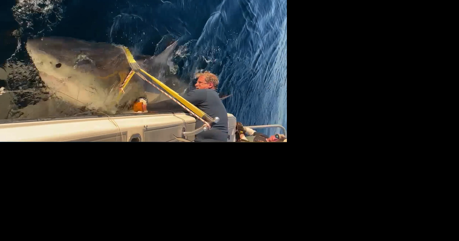 ‘Biggest’ great white shark ever surfaces off South Carolina coast ...