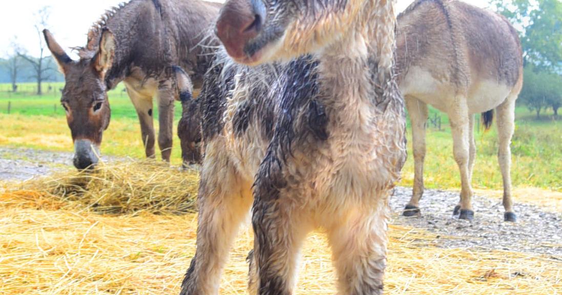 Double donkeys: Twin foals born in Coolville | News | athensmessenger.com