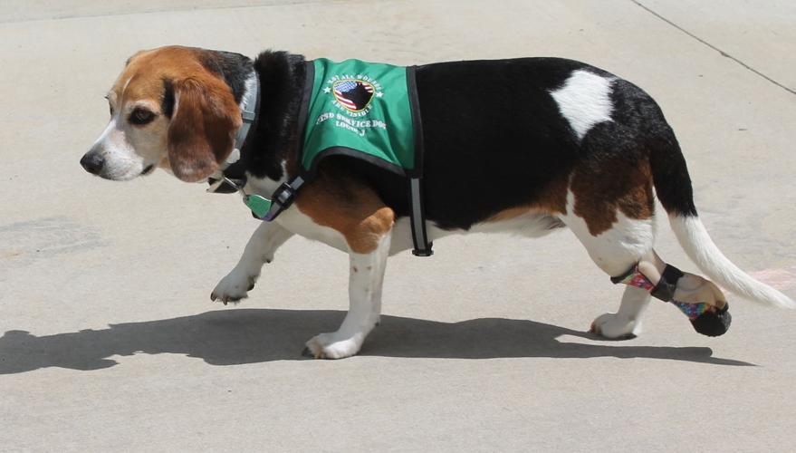 Beagle can now boogie thanks to new leg | News | athensmessenger.com