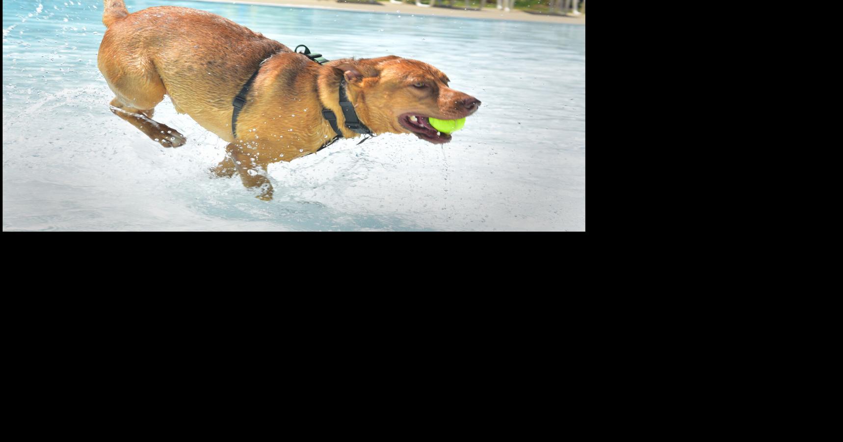 Peanut’s Big Day at the Pool | | athensmessenger.com