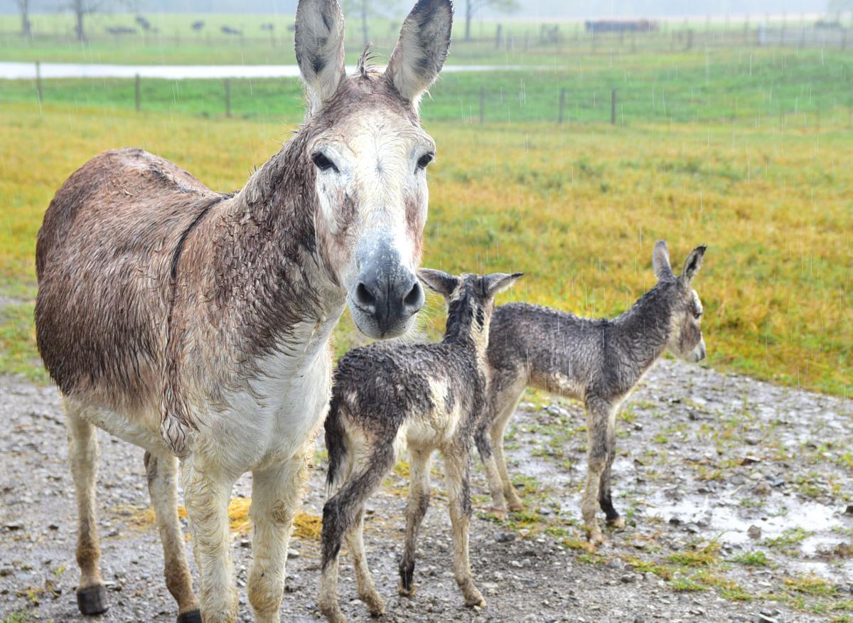 Double donkeys: Twin foals born in Coolville | News | athensmessenger.com