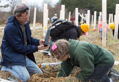 Local college students, faculty help restore American chestnut tree ...
