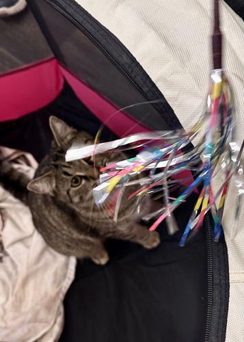 ACHS kittens find fur-ever homes this holiday season | News ...