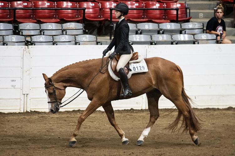 Local 4-H member wins big at Ohio State Fair Junior Horse Show ...