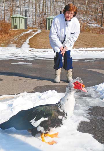 Woman’s pluck earns trust of blushing duck | News | athensmessenger.com