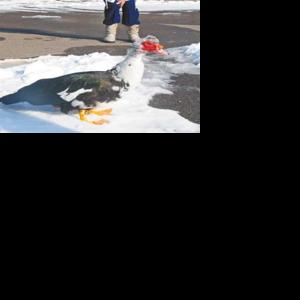 Woman’s pluck earns trust of blushing duck | News | athensmessenger.com