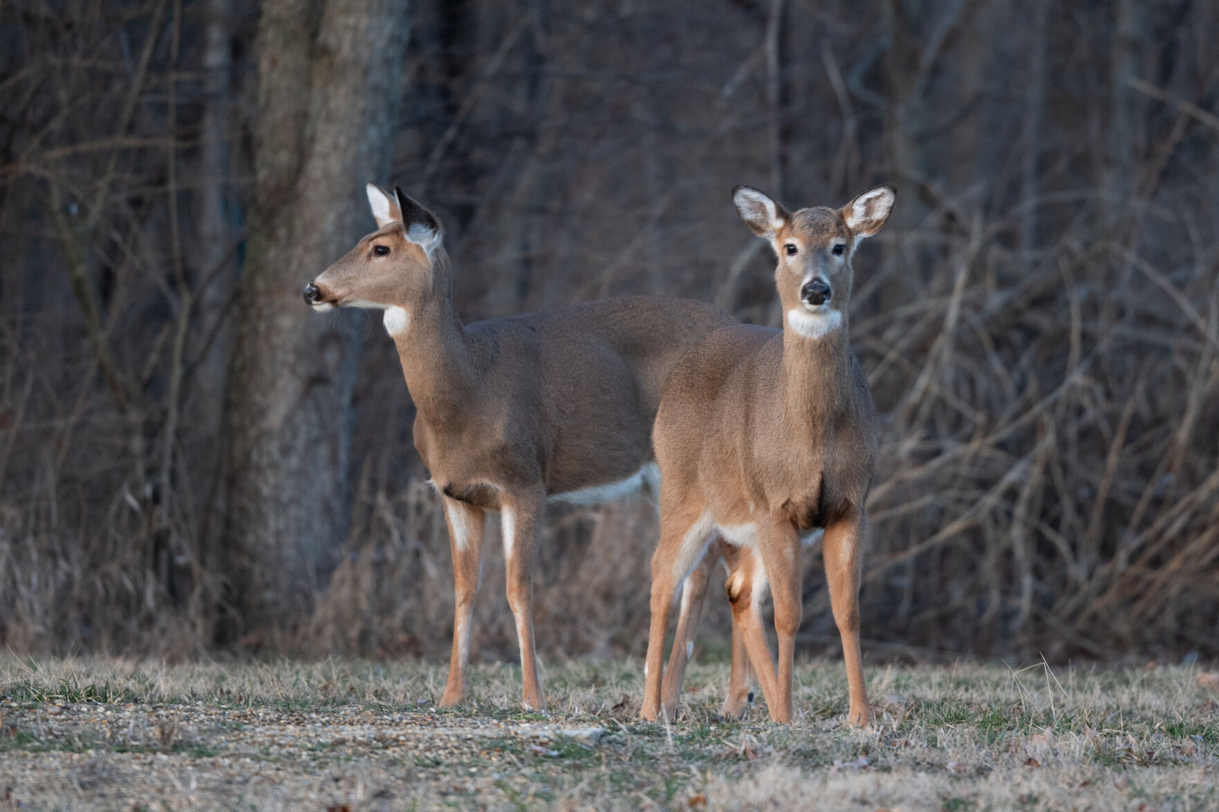 “It’s probably the worst outbreak we’ve seen in Ohio’s history”: Virus ...