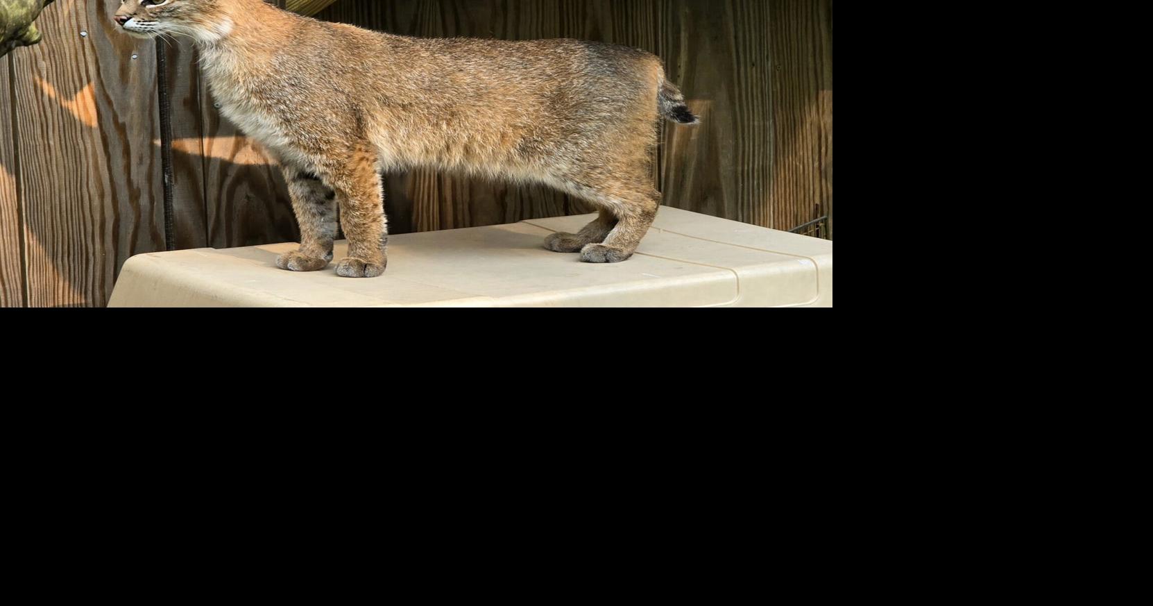 Ohio's bobcat population is on the rise | News | athensmessenger.com