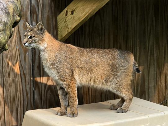 Ohio's bobcat population is on the rise | News | athensmessenger.com