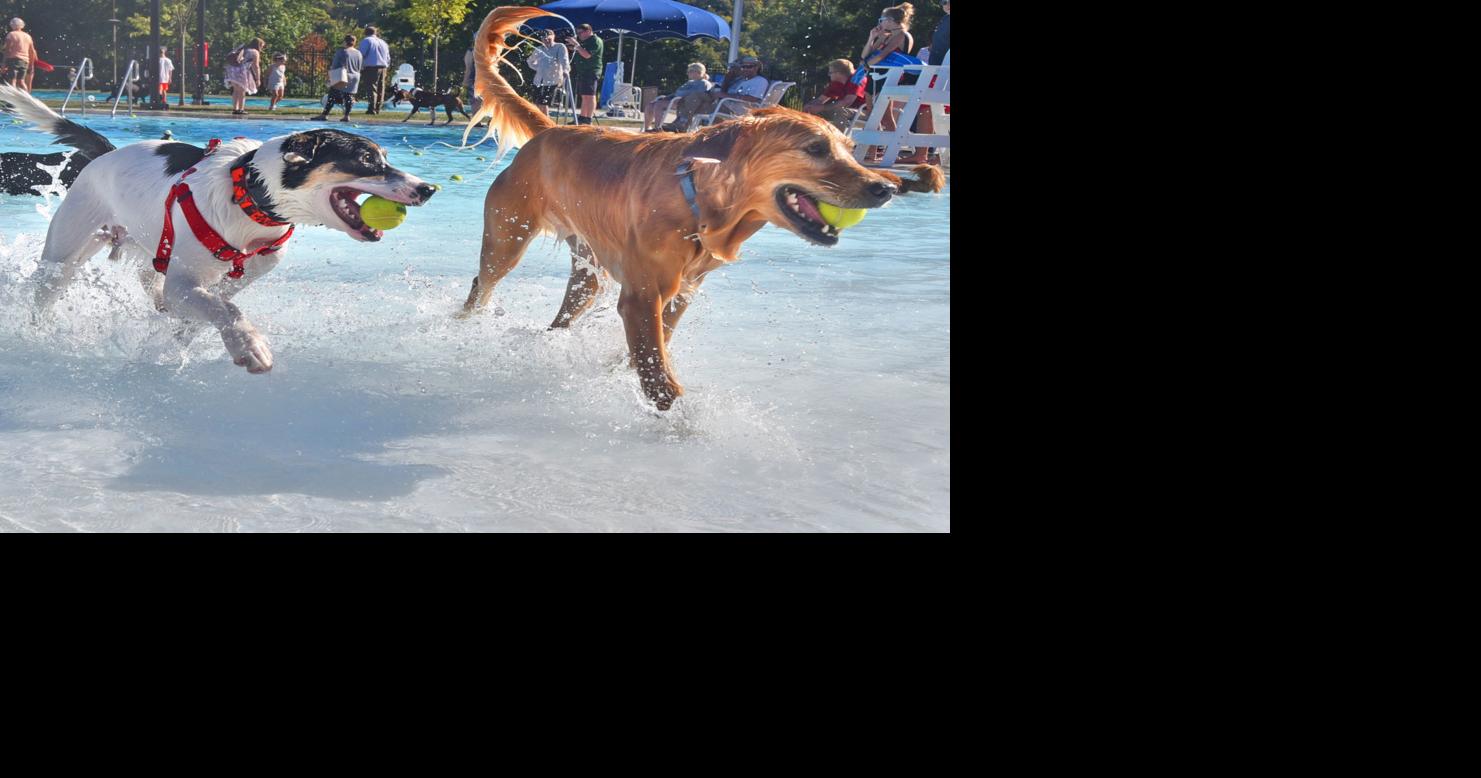 Athens, Nelsonville pools to host dog swims | News | athensmessenger.com