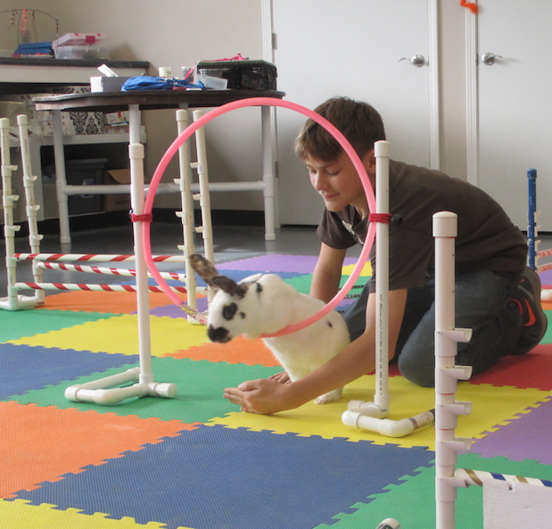 Happily hopping over hurdles, rabbits show their agility | News ...