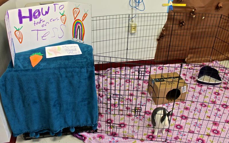 Meet Tess, Amesville Elementary's fluffy star | News | athensmessenger.com