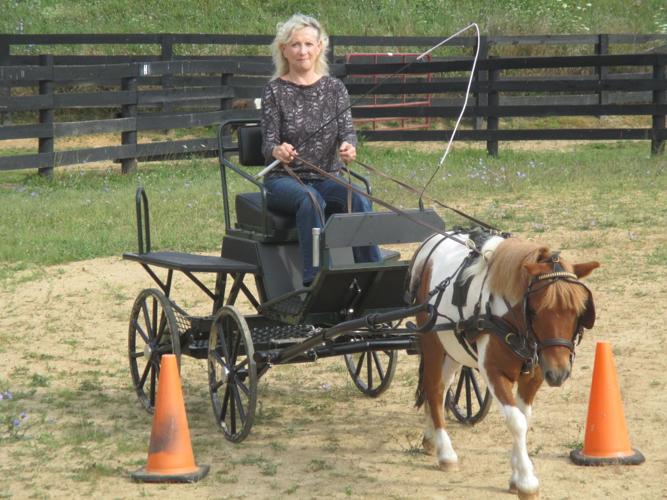 driving mini horses