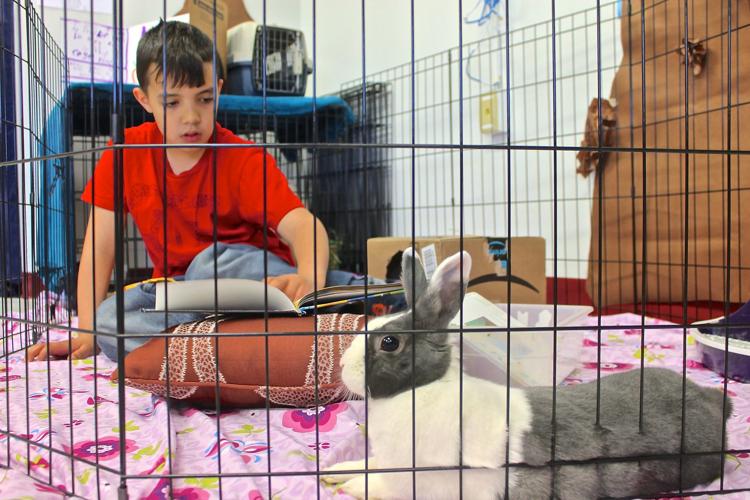 Meet Tess, Amesville Elementary's fluffy star | News | athensmessenger.com