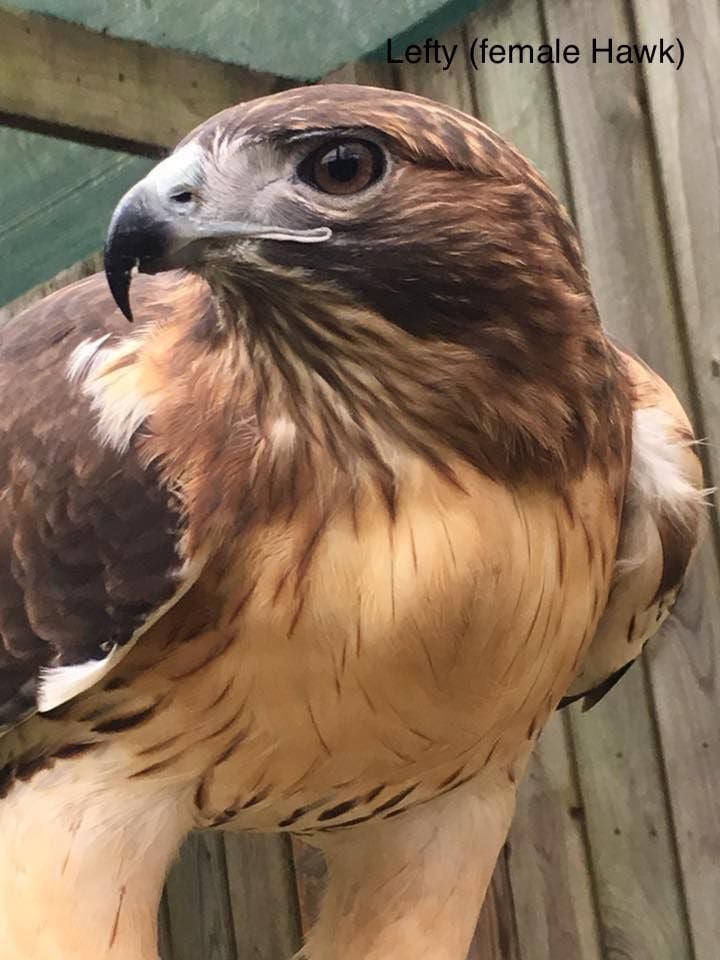 Police: Hawks stolen from Hocking College Nature Center | Spotlight ...