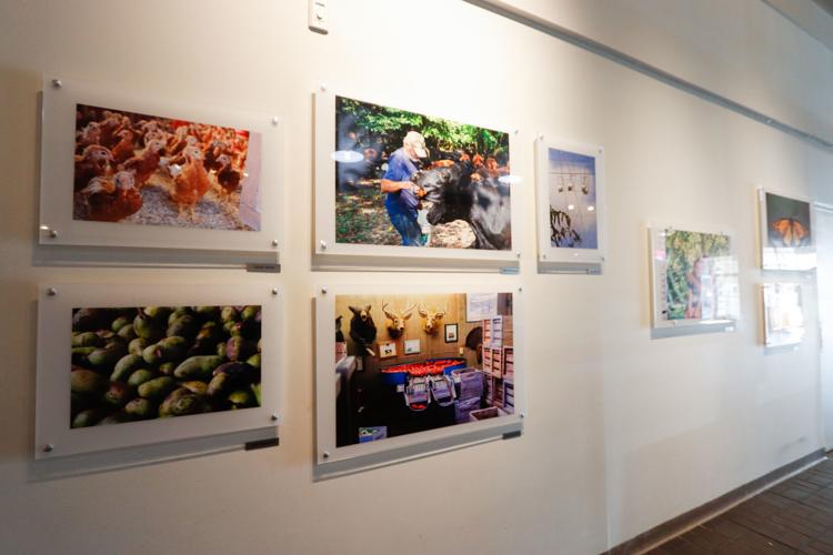 Athens Photo Project works with Farmers Market | News | athensmessenger.com