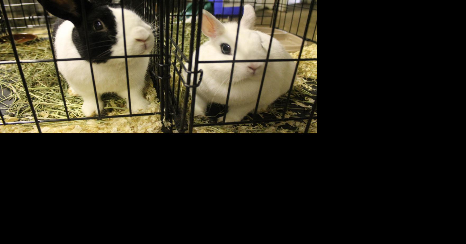 Dozens of rabbits rescued from Nelsonville hoarding case | News ...