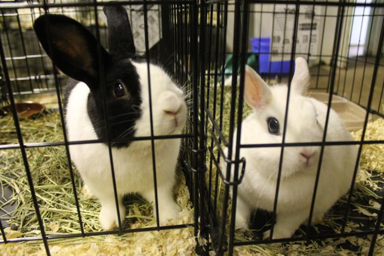 More than 50 rabbits rescued from hoarding case find shelters, homes ...
