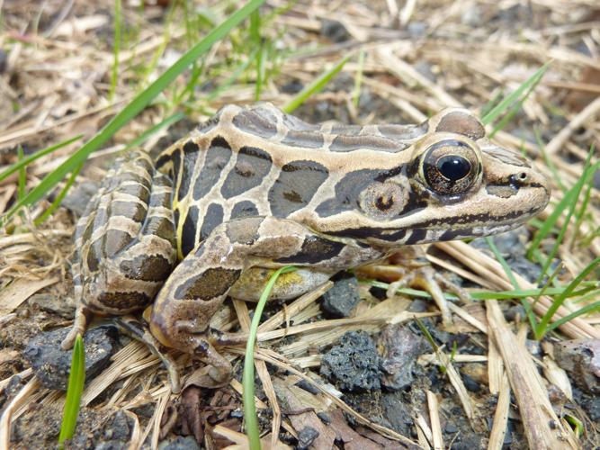 A collaboration to save amphibians | News | athensmessenger.com