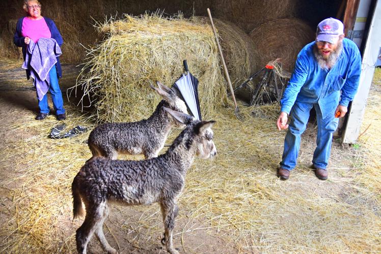 Double donkeys: Twin foals born in Coolville | News | athensmessenger.com