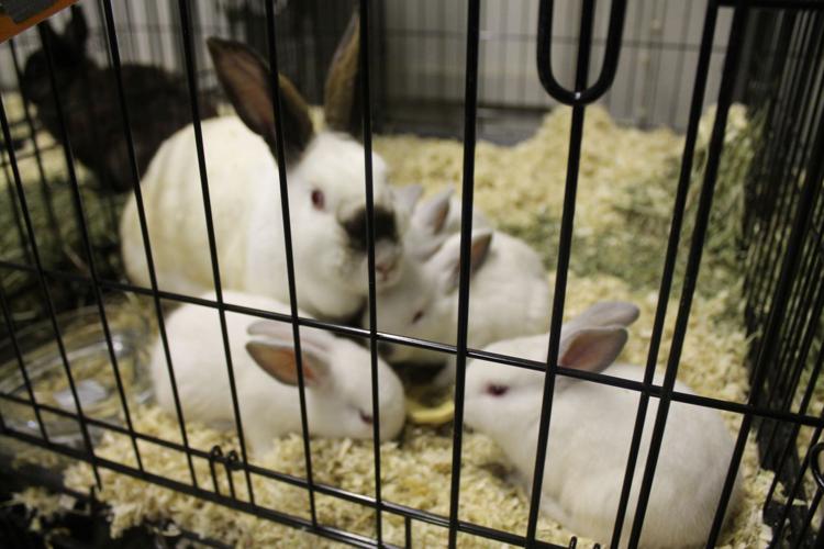 Dozens of rabbits rescued from Nelsonville hoarding case | News ...