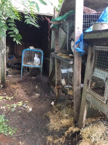 More than 50 rabbits rescued from hoarding case find shelters, homes ...