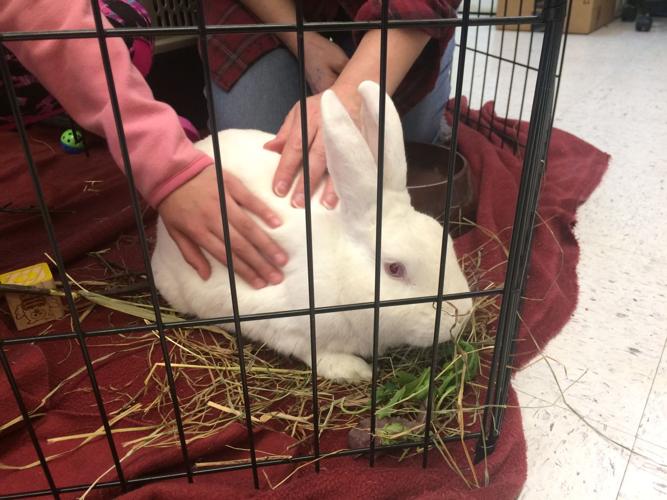 River Road Rabbit Rescue educates potential owners on raising rabbits ...