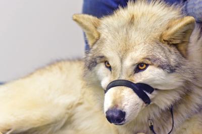 Athens Co. libraries welcome ambassador wolves | News | athensmessenger.com