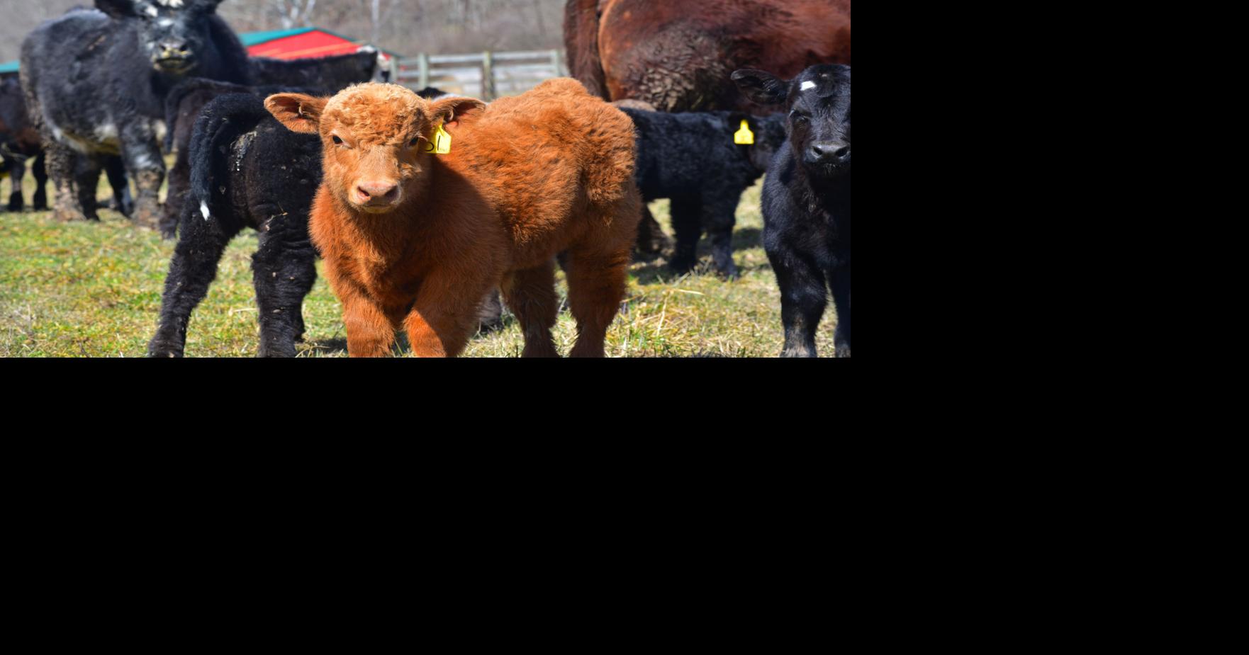 Signs of spring at the Lucas Farm | Photo Gallery | athensmessenger.com