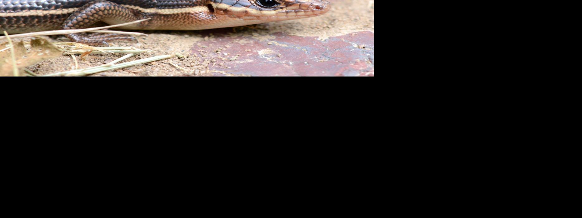 I buy peaches when the helpful lizard tells me I should | The View from ...