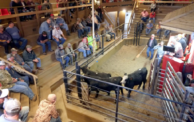 Livestock auctions have a bigger home near Athens | Local News ...