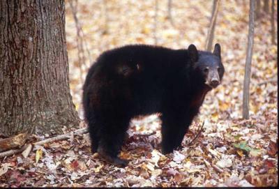 bear attack north carolina