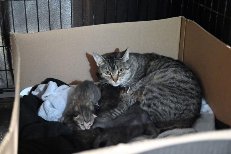 The cat herders of Athens County: As Athens County faces an epidemic of ...