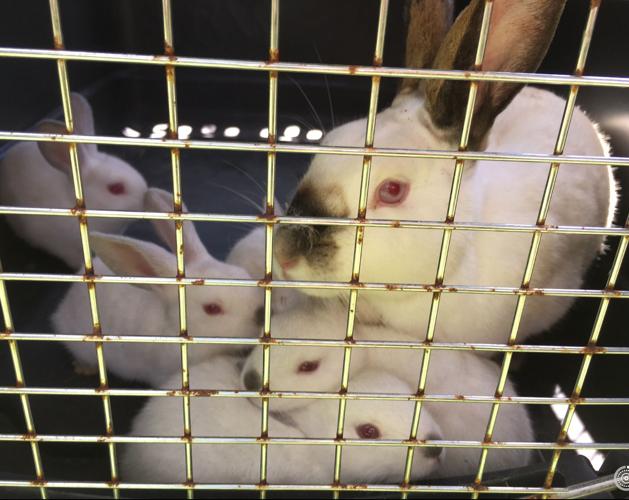 Many rabbits, other animals, recovered from hoarding case | Letters ...