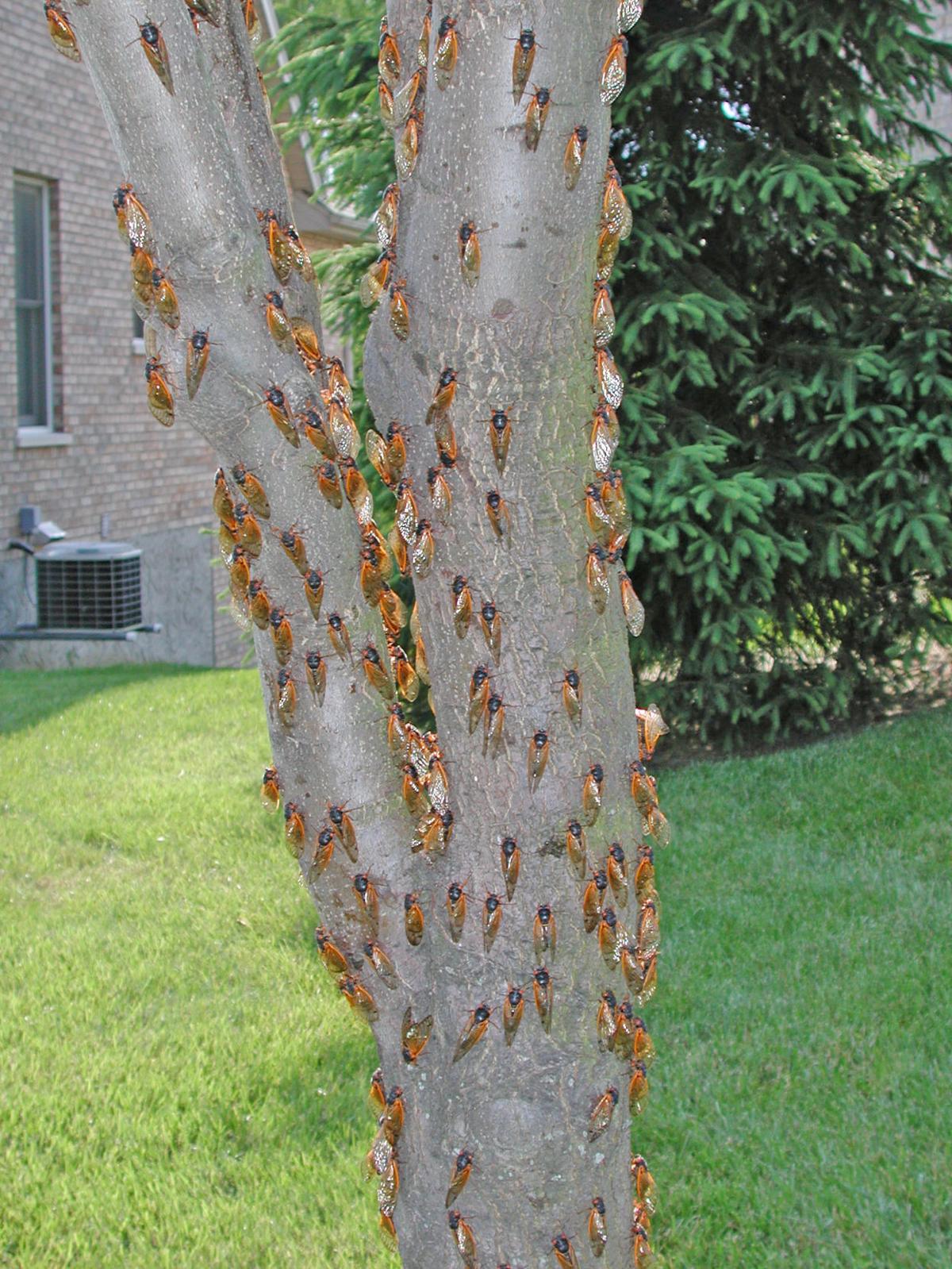 The cicada swarms are imminent | Local News | athensnews.com