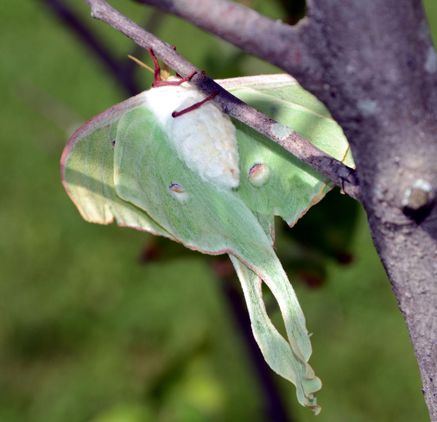 lunar moth