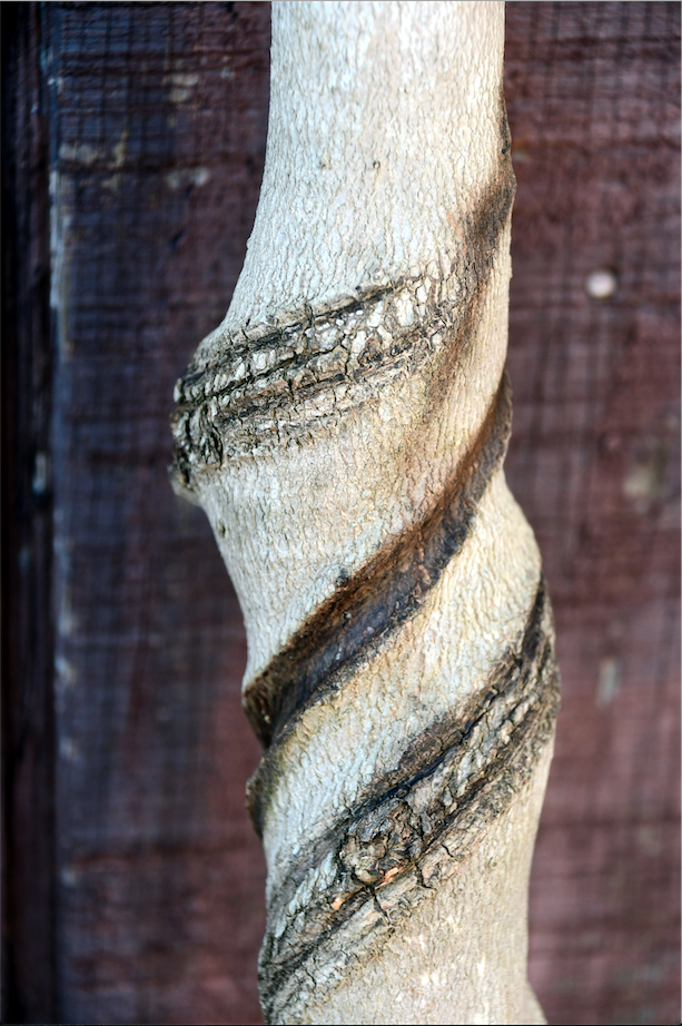 We live in prime territory for the growing of walking sticks | The View ...