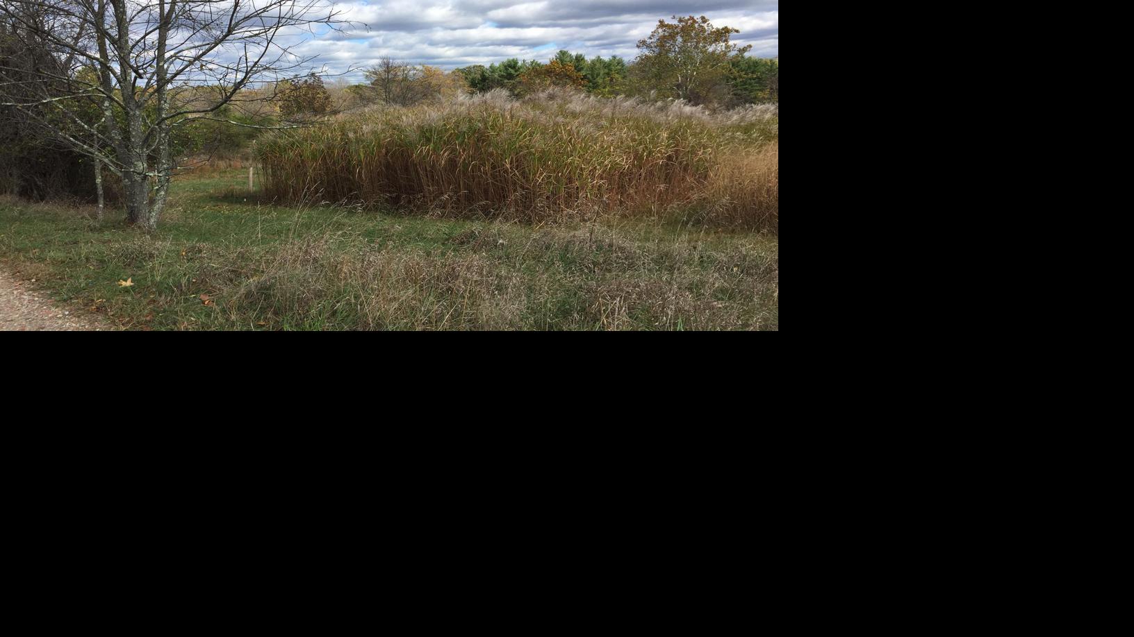 High grass on The Ridges could become viable biofuel | Campus News ...