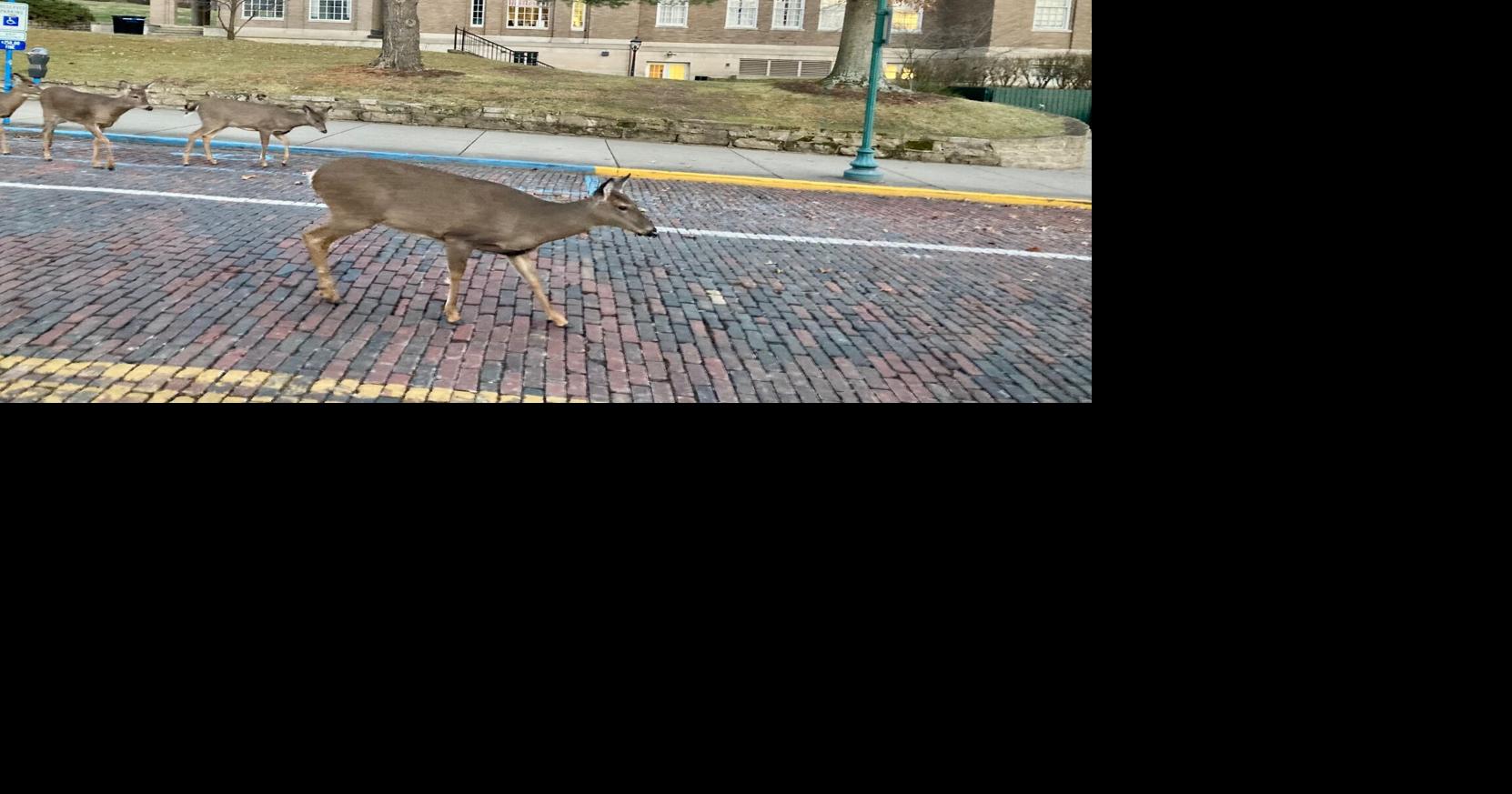 Deer Go to School | News | athensnews.com