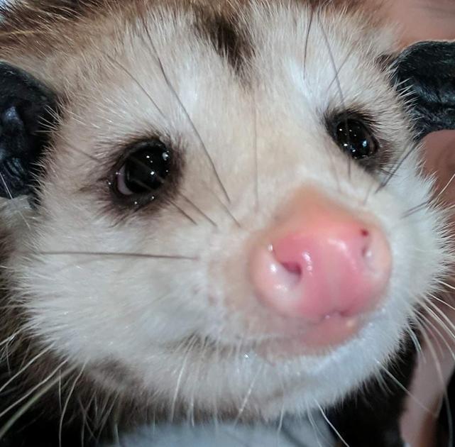 Athens Police investigate apparent torture of wild opossum | Local News ...