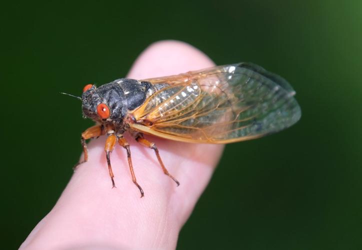 Cicadas submit to the 17-year itch | | athensnews.com