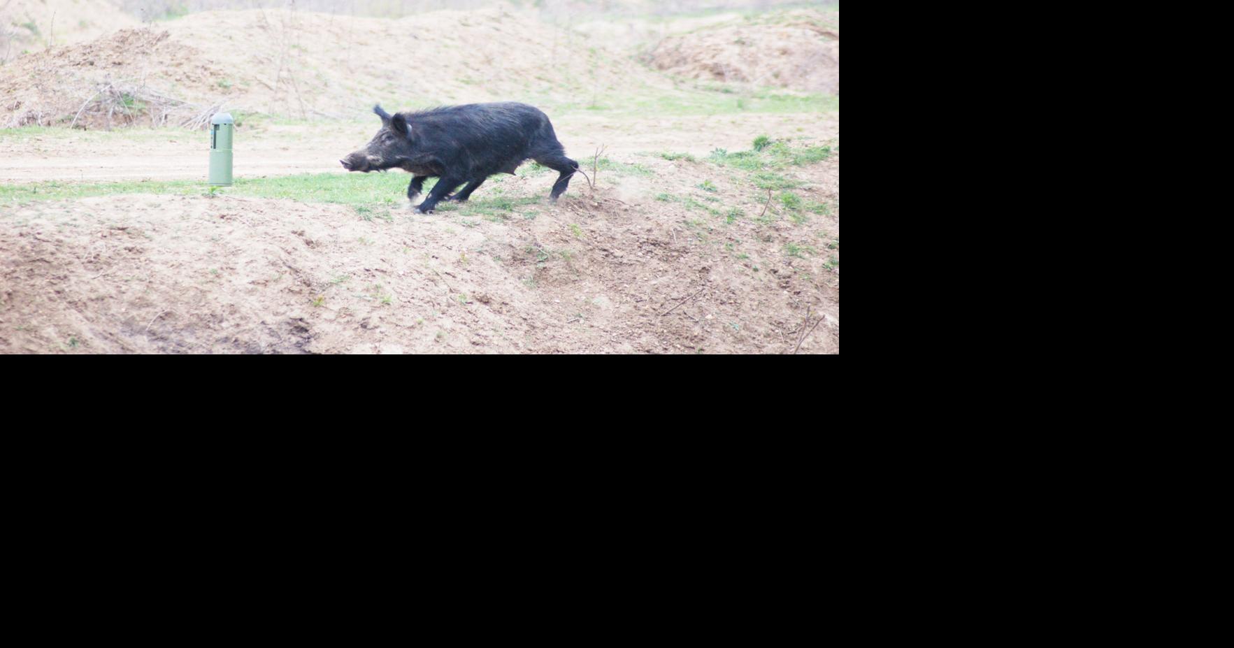 Outdoors column: Calling all hogs | Sports | athensreview.com