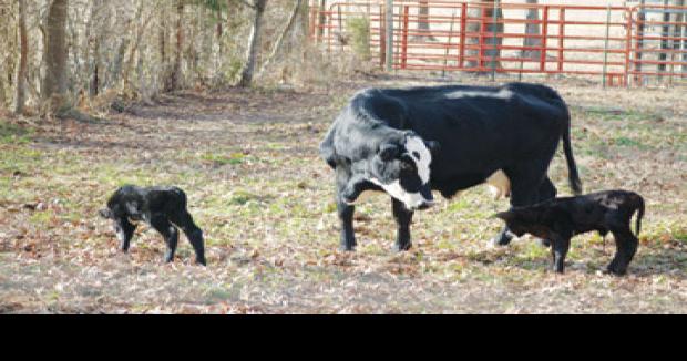 Doing a double take: Rare twin calves born at local residence | News ...