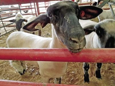 Livestock Show reverts to full schedule | News | athensreview.com