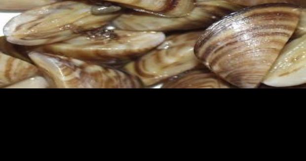 Zebra mussels cause damage to area lakes | Local News | athensreview.com