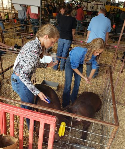 Livestock show continues | News | athensreview.com